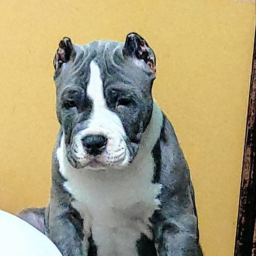 Американский булли стандарт