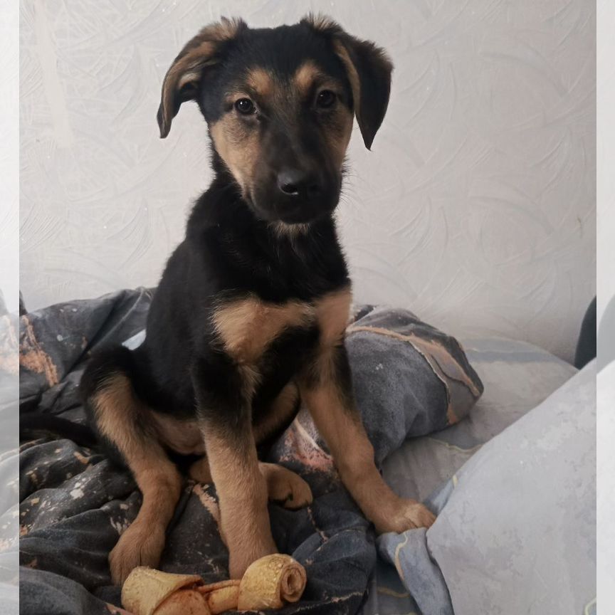 Немецкая овчарка, щенок