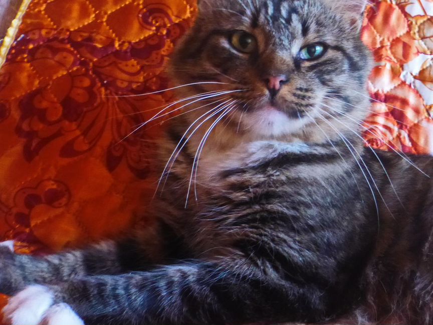 Котик Бегемотик ищет дом