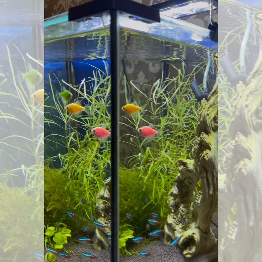 Аквариум 33л готовый с рыбками