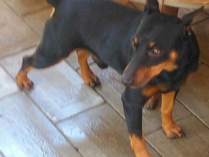 Мини Доберман