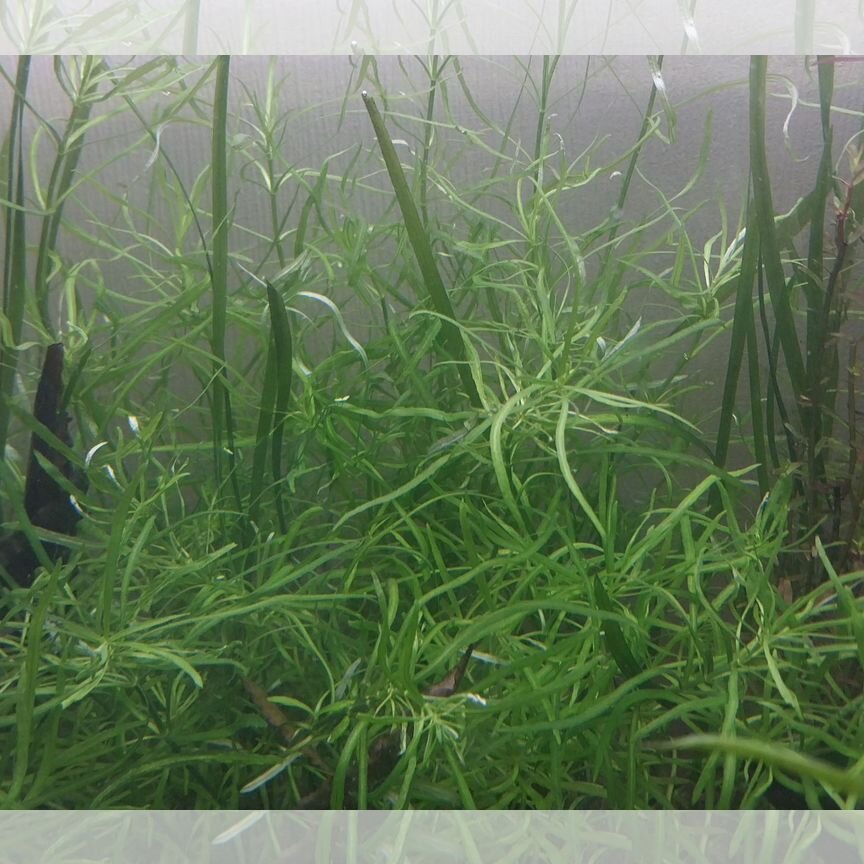 Погостемон и Криптокарина