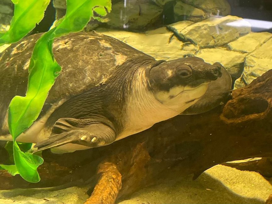 Свинорылая черепаха