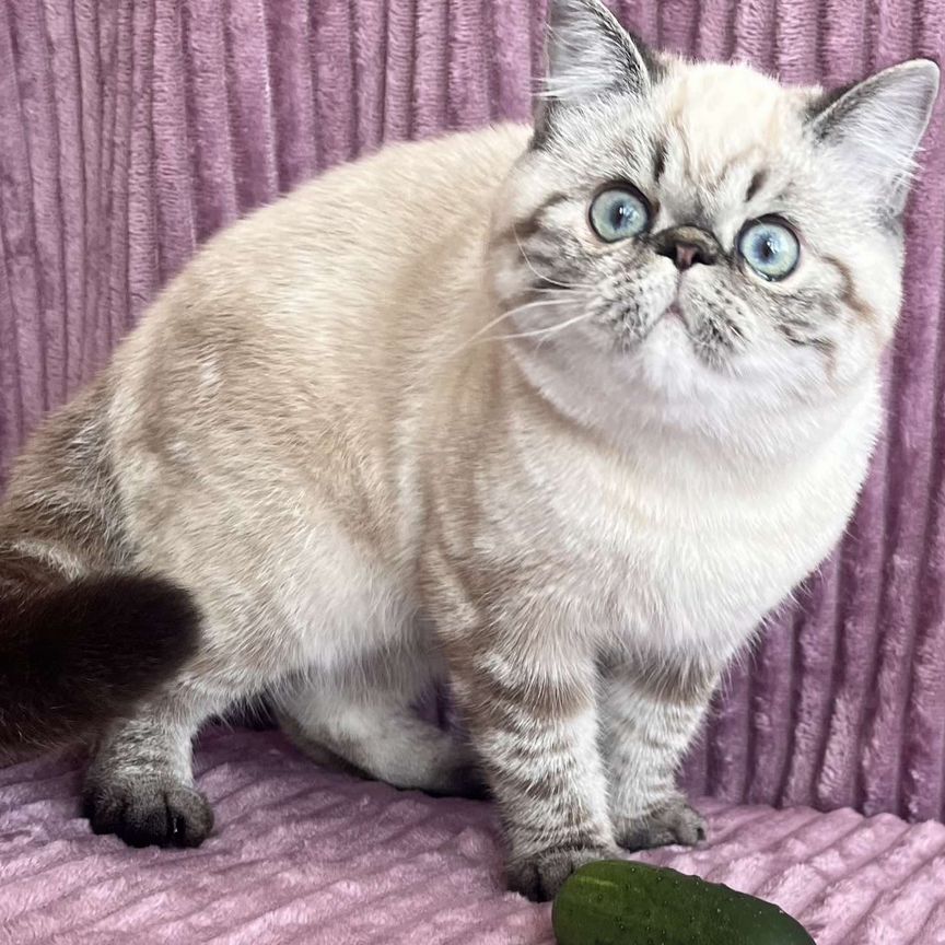 Плюшевый котик экзотик