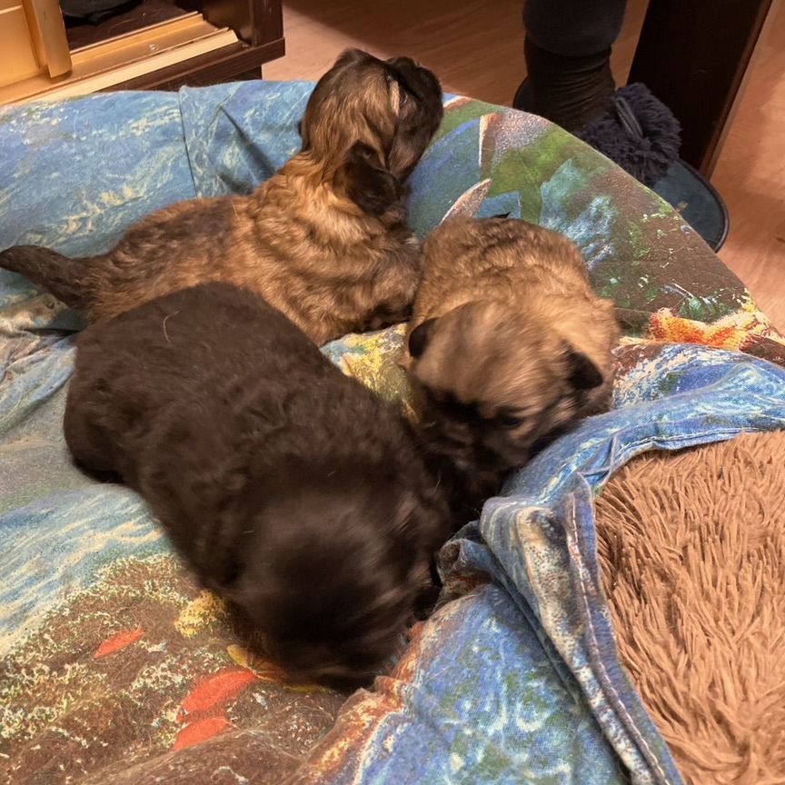 Щенки пекинеса