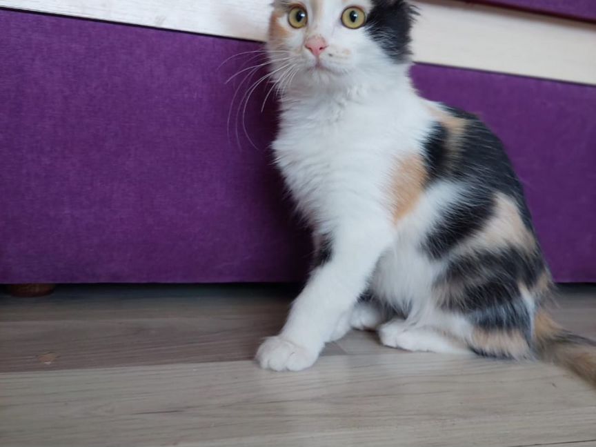Кошечка трёхцветная