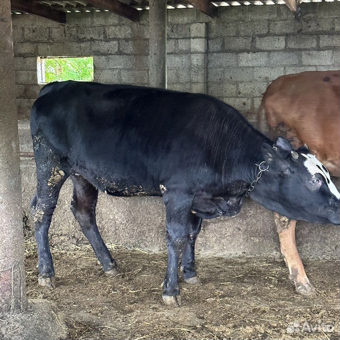 Тёлки на убой