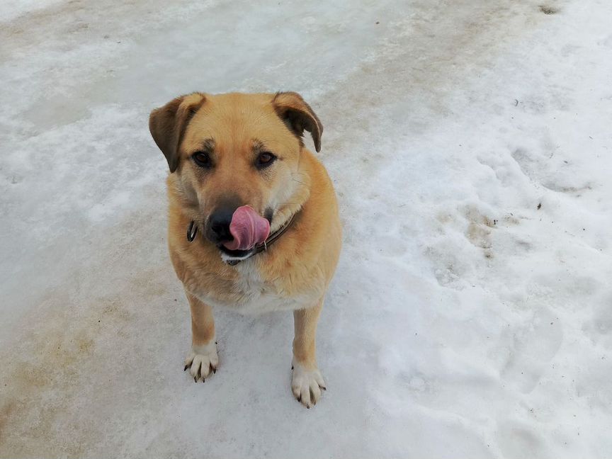 Собака в дар