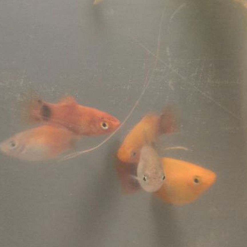 Рыбки пицилия микс и микки маусы