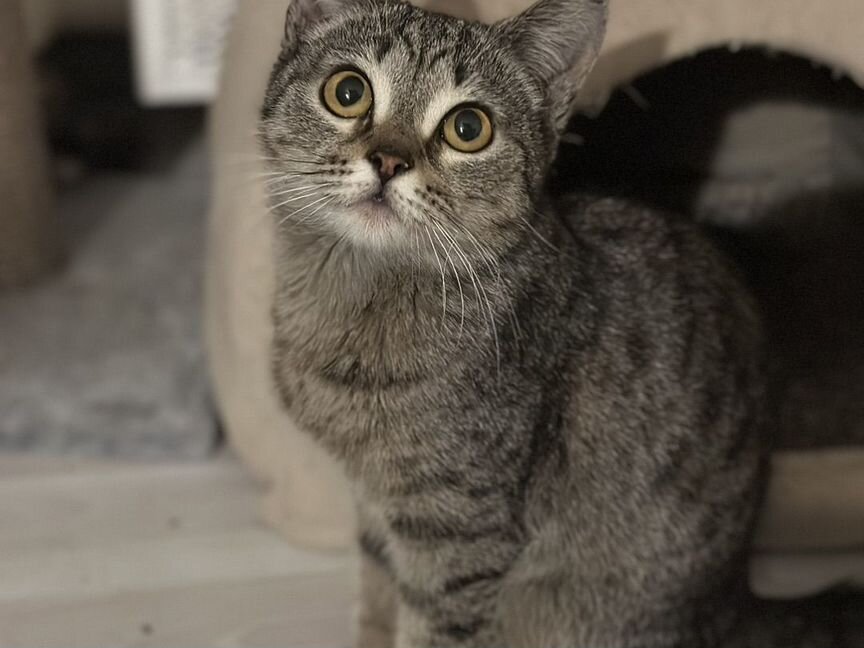 Малышка Ассоль ищет семью