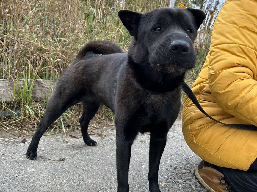 Несчастная Лилу. Как шарпею выжить в приюте