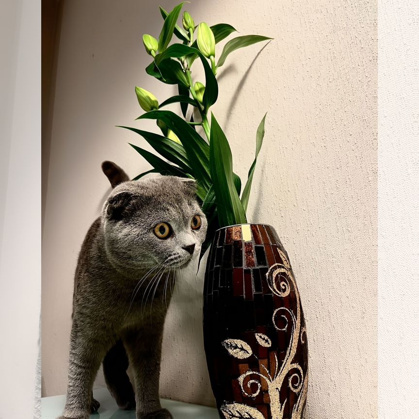 Шотландский вислоухий кот взрослый