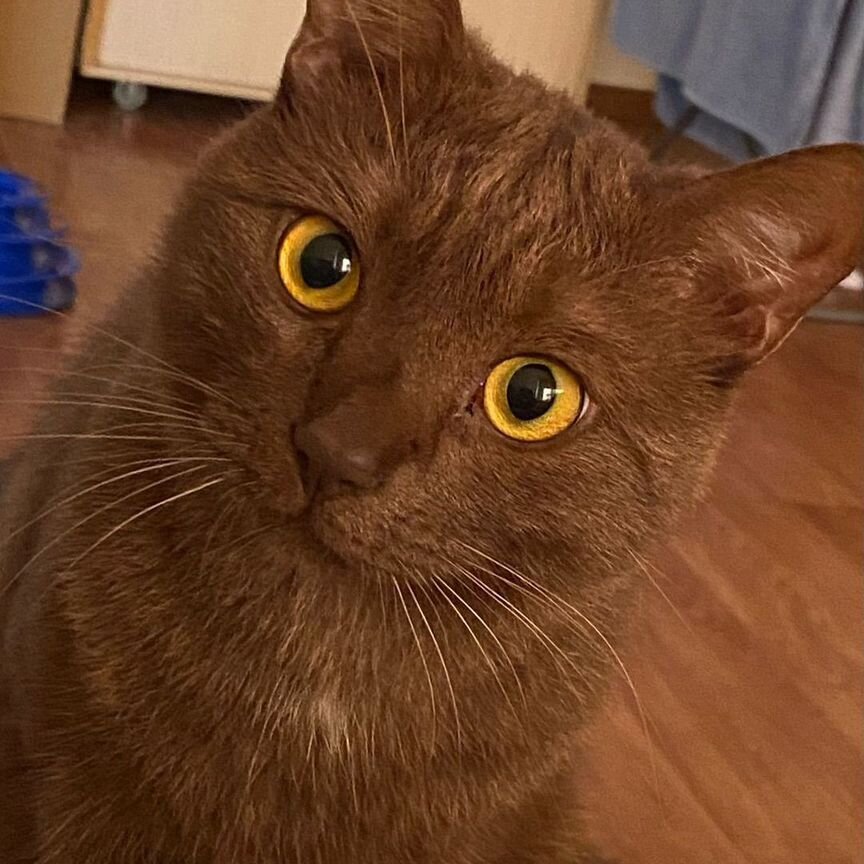 Коты в добрые руки