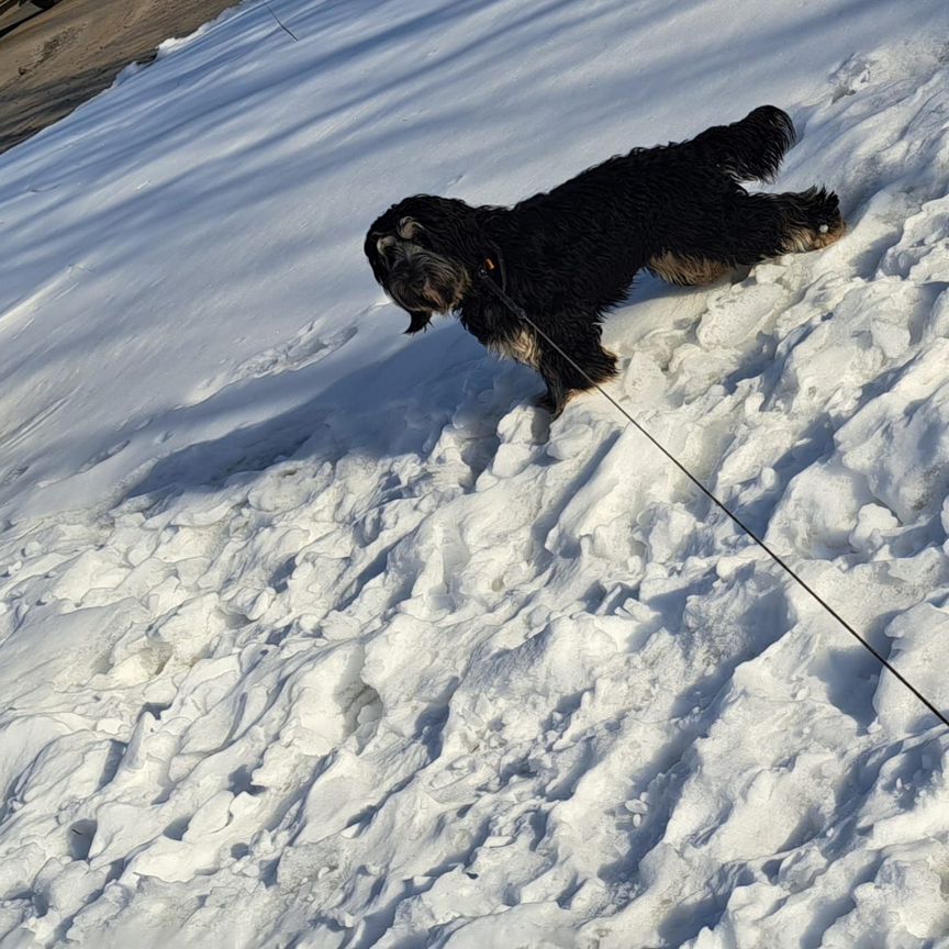 Собака в добрые руки