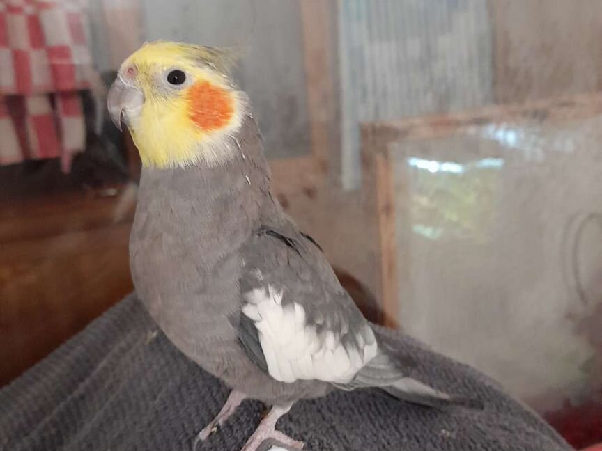 Попугай карелла с клеткой