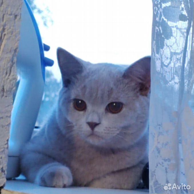 Котёнок британец лилового окраса