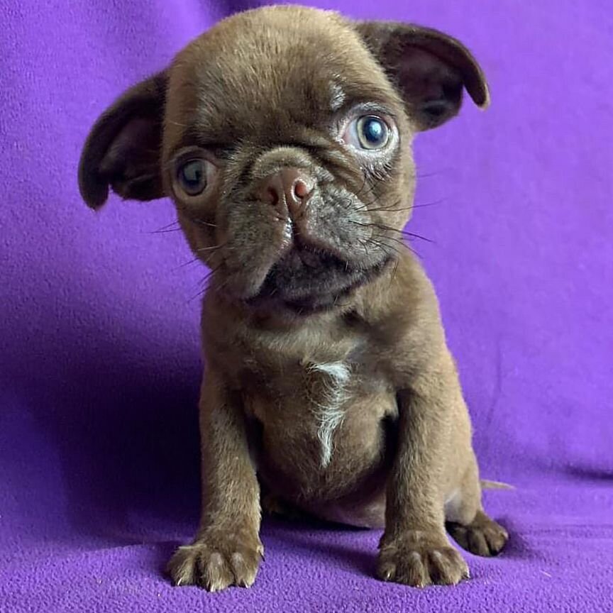 Пти-брабансон, щенок