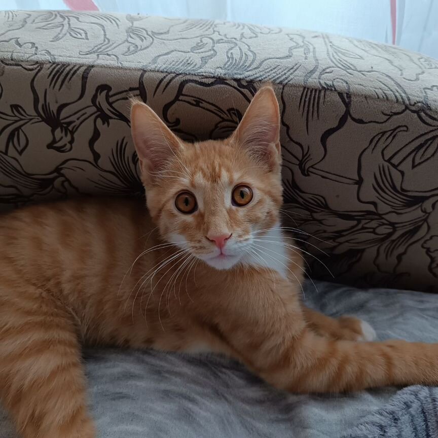 Котëнок в добрые руки
