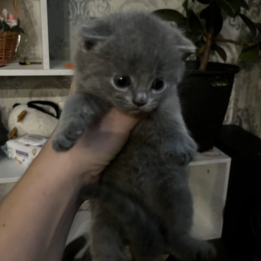 Шотландский вислоухий короткошёрстный котёнок