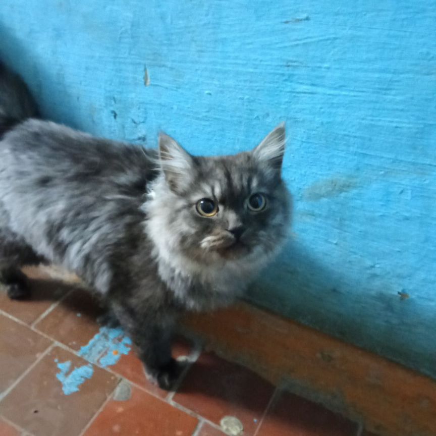 Молоденький котик