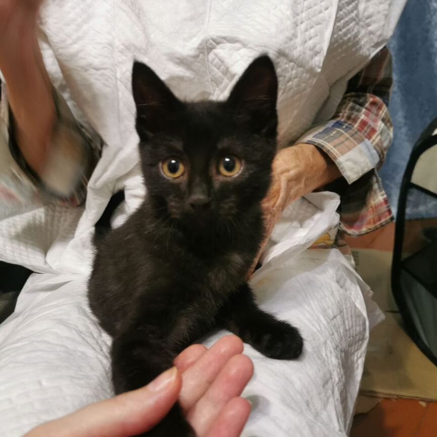 Котята в поисках дома