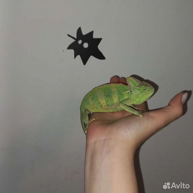 Йеменский хамелеон с очень большим террариумом