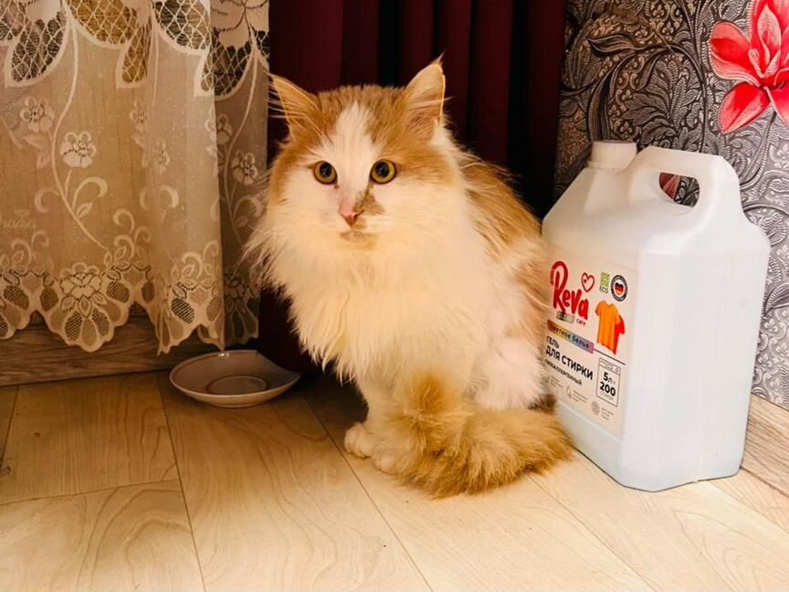 Кот в добрые руки