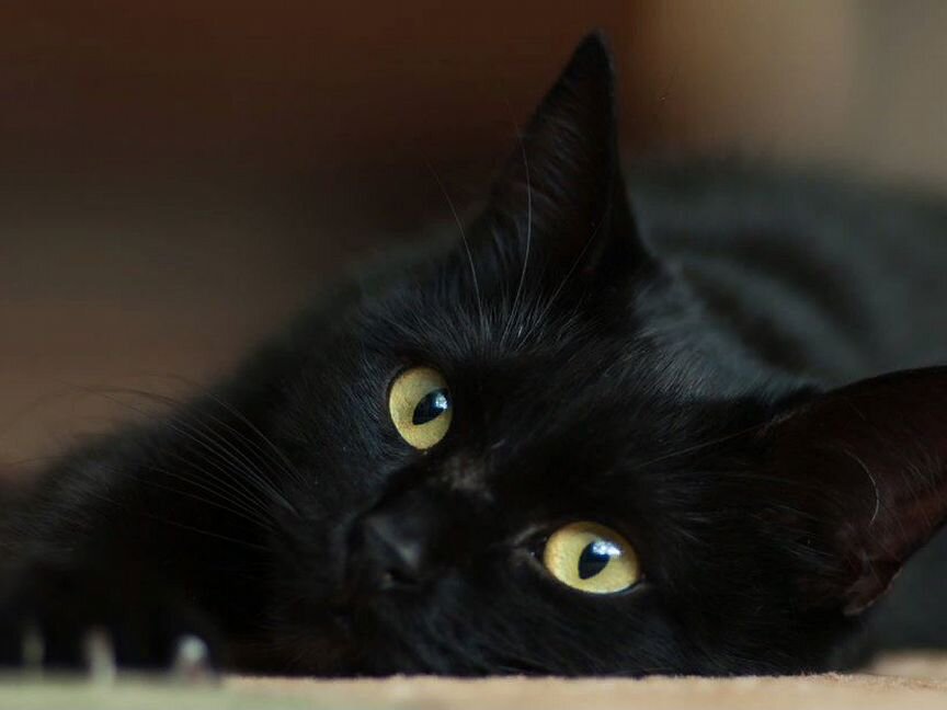 Черная кошка в добрые руки