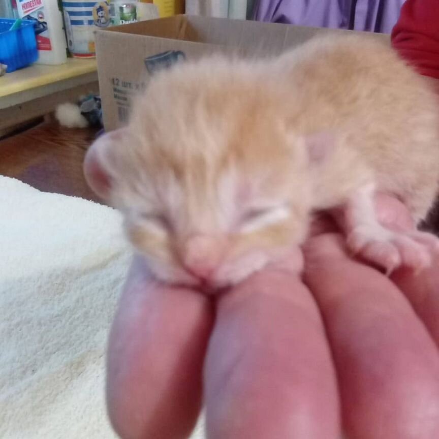 Котята в добрые руки