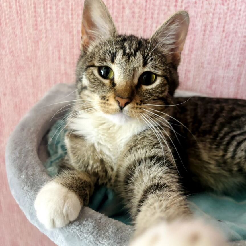 Девочка котенок бесплатно