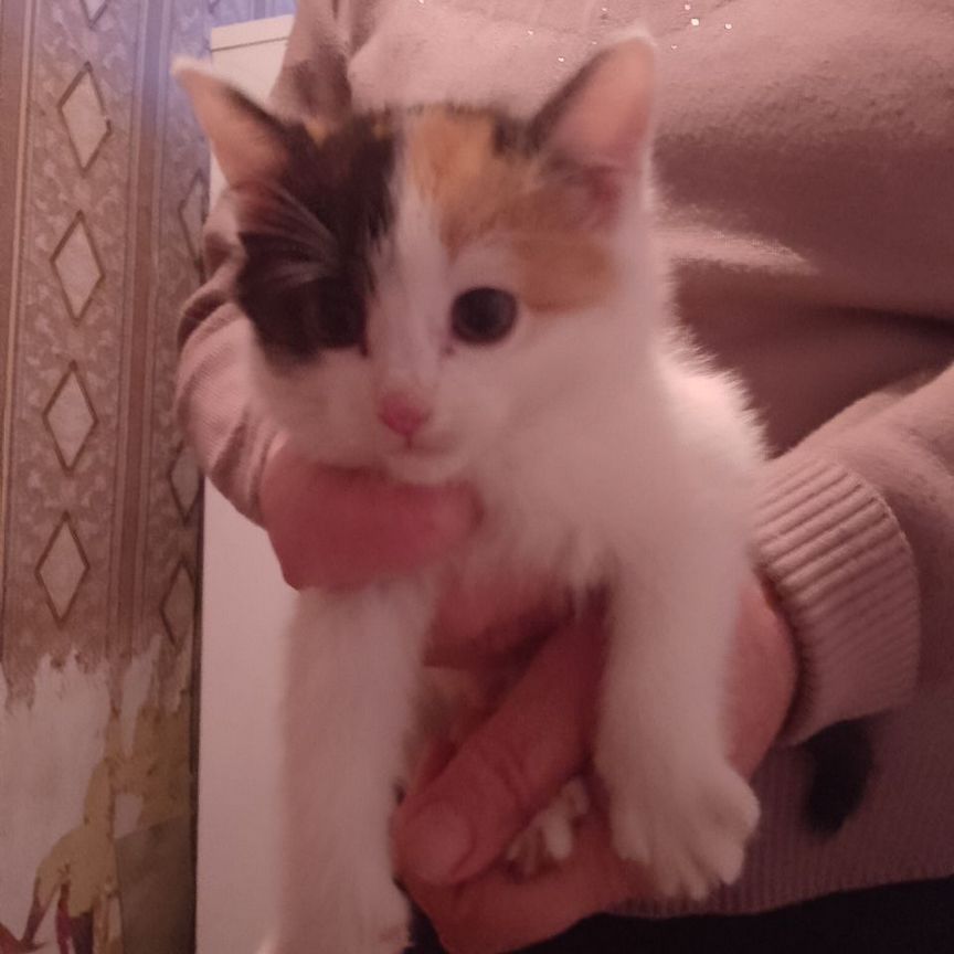 Котята в добрые руки бесплатно