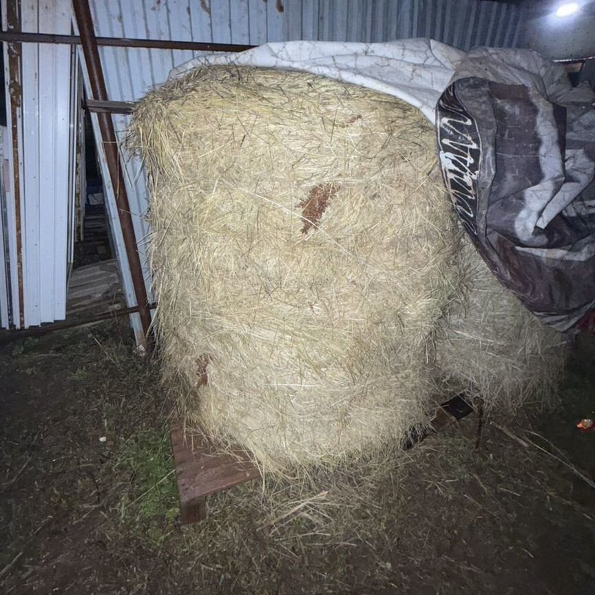 Сено в рулонах