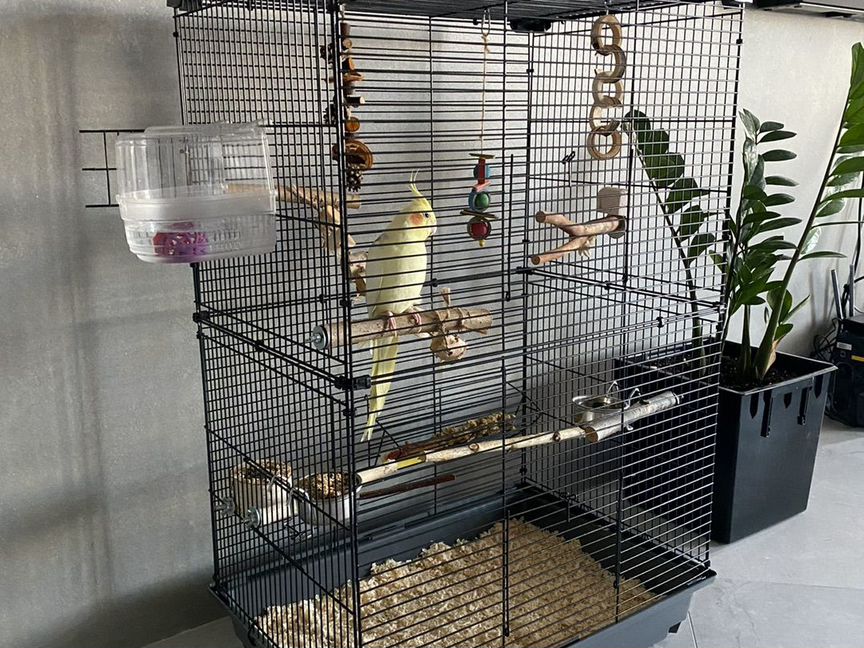 Попугай корелла с клеткой