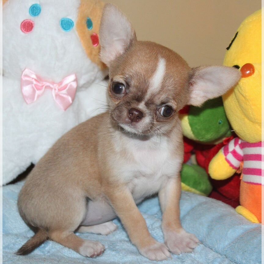 Чихуахуа, щенок