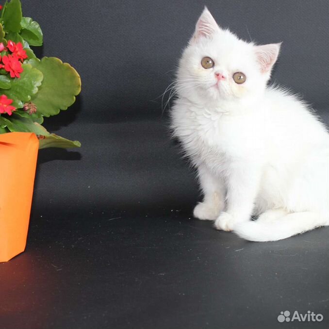 Экзотические котятки(кошечки)