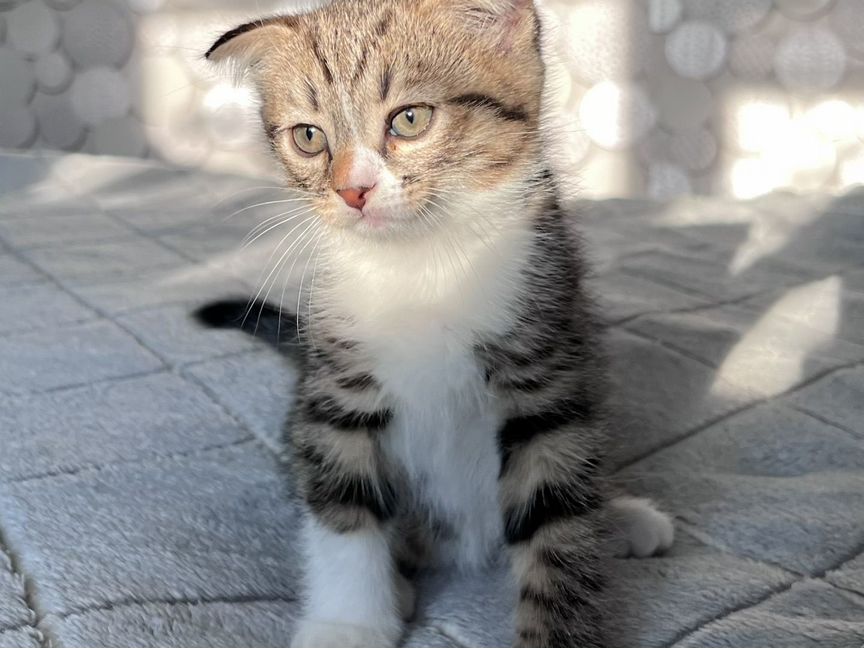 Котенок мальчик