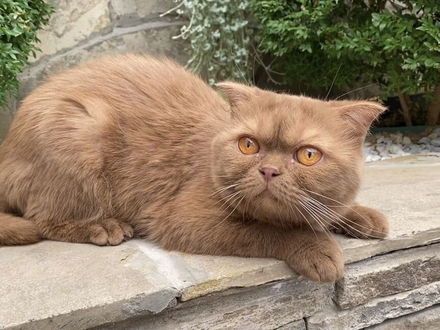 Шотландский вислоухий кот