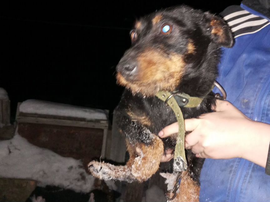 Продам немецкий ягтерьер