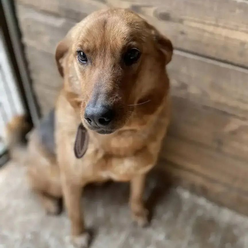 Взрослая собака в добрые руки