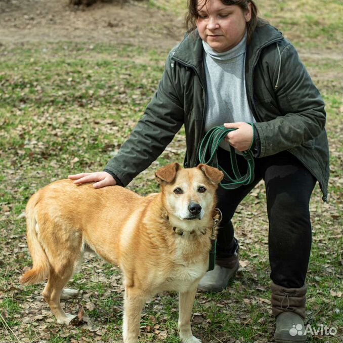 Чара надеется обрести семью (собака из приюта)