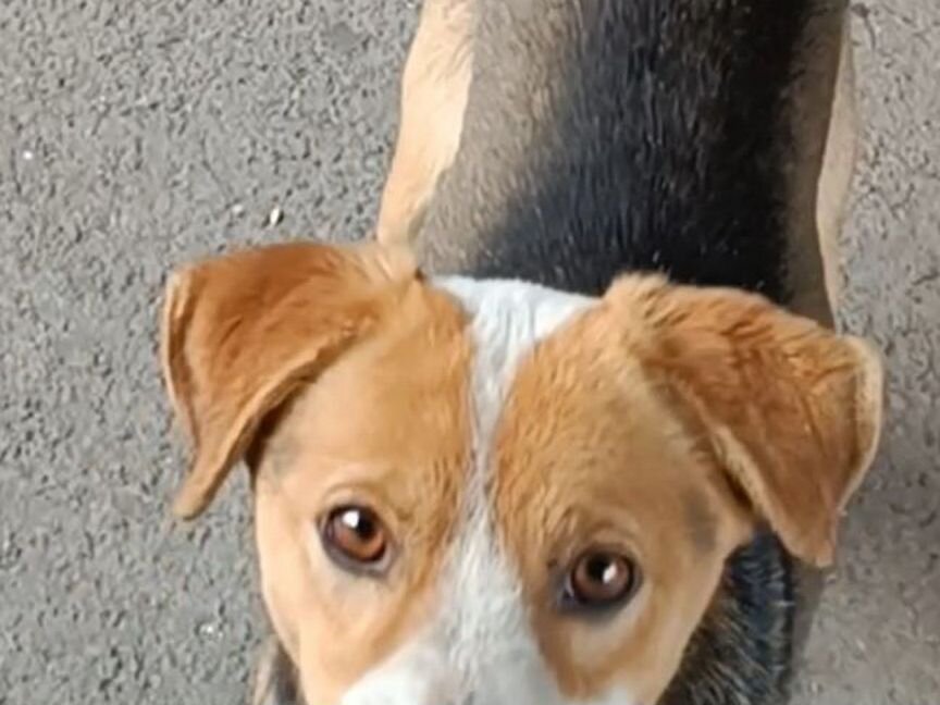 Собака Майя