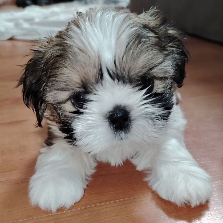 Ши-тцу, щенок