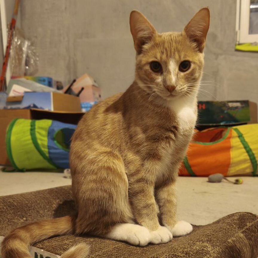 Кот сырник ищет дом