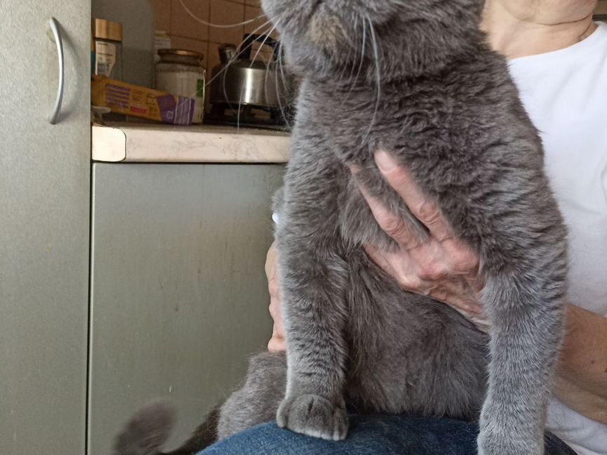 Британская кошка