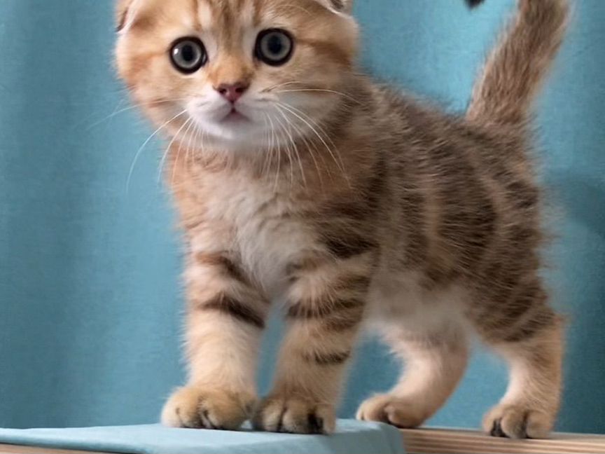 Шотландский кот шоу класса