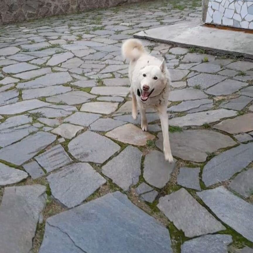 Собака в добрые руки