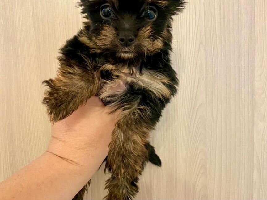 Йоркширский терьер мини