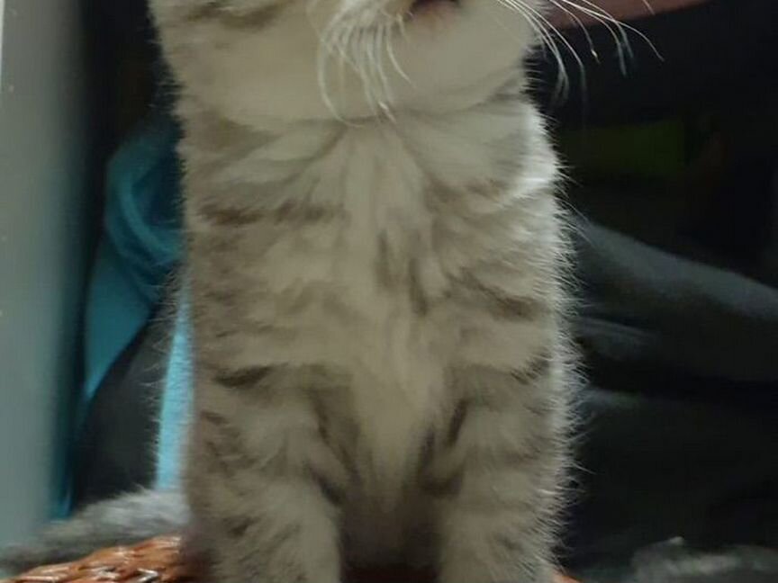 Шотландские вислоухие котята 2 мес