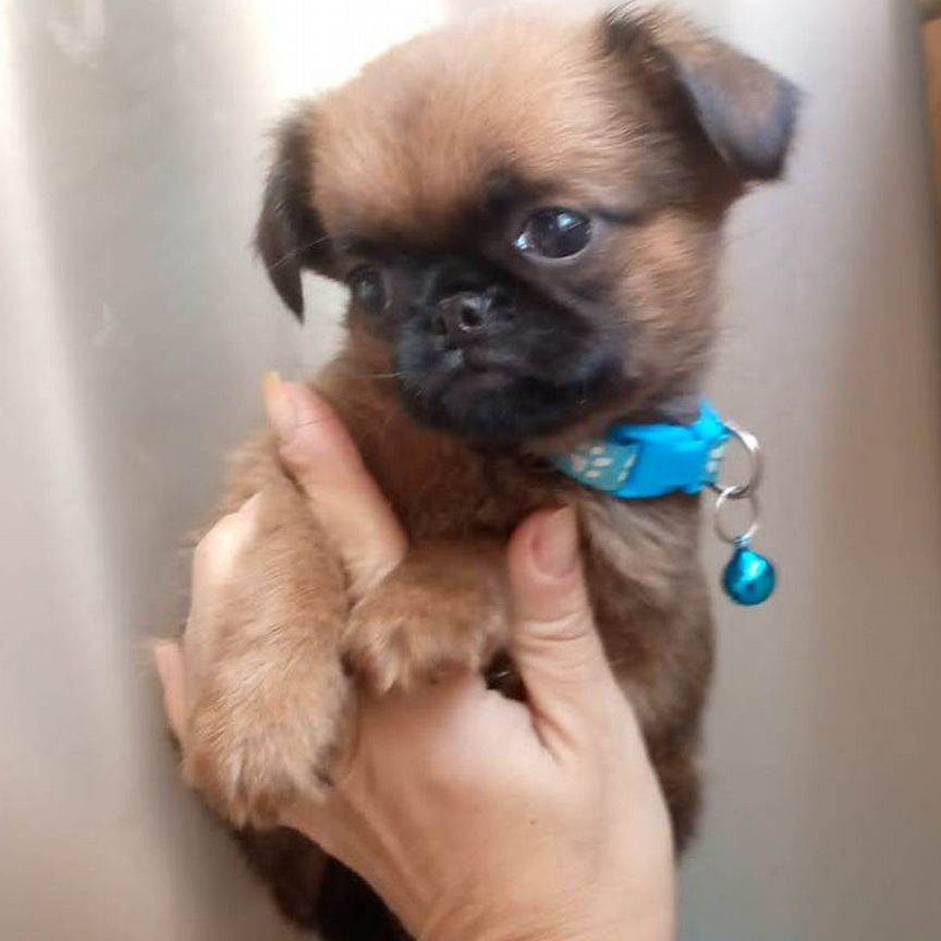 Пти-брабансон, щенок