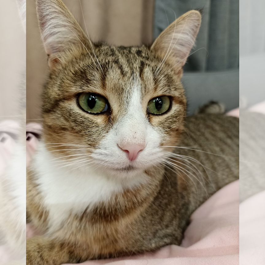 Взрослый кот в добрые руки